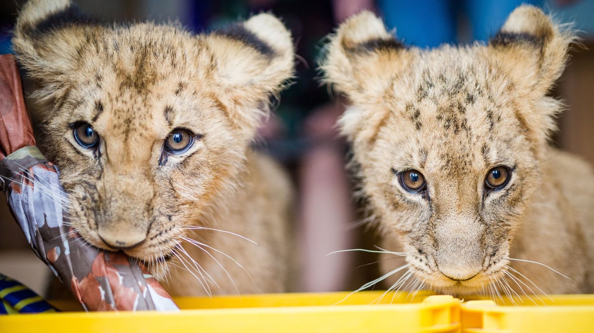 Circus Krone kommt mit wilden Tieren nach Ulm: Die Meinung der ...