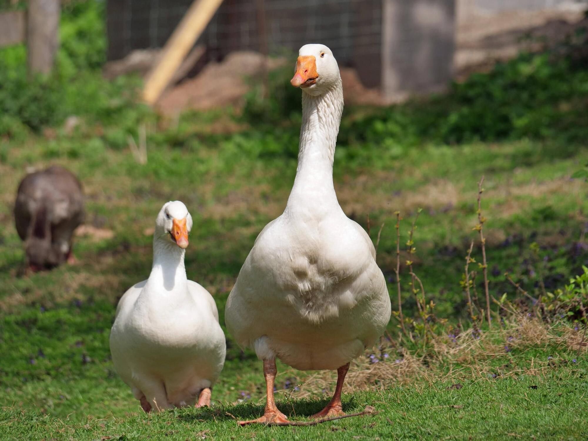 Gans schön trübe Aussichten