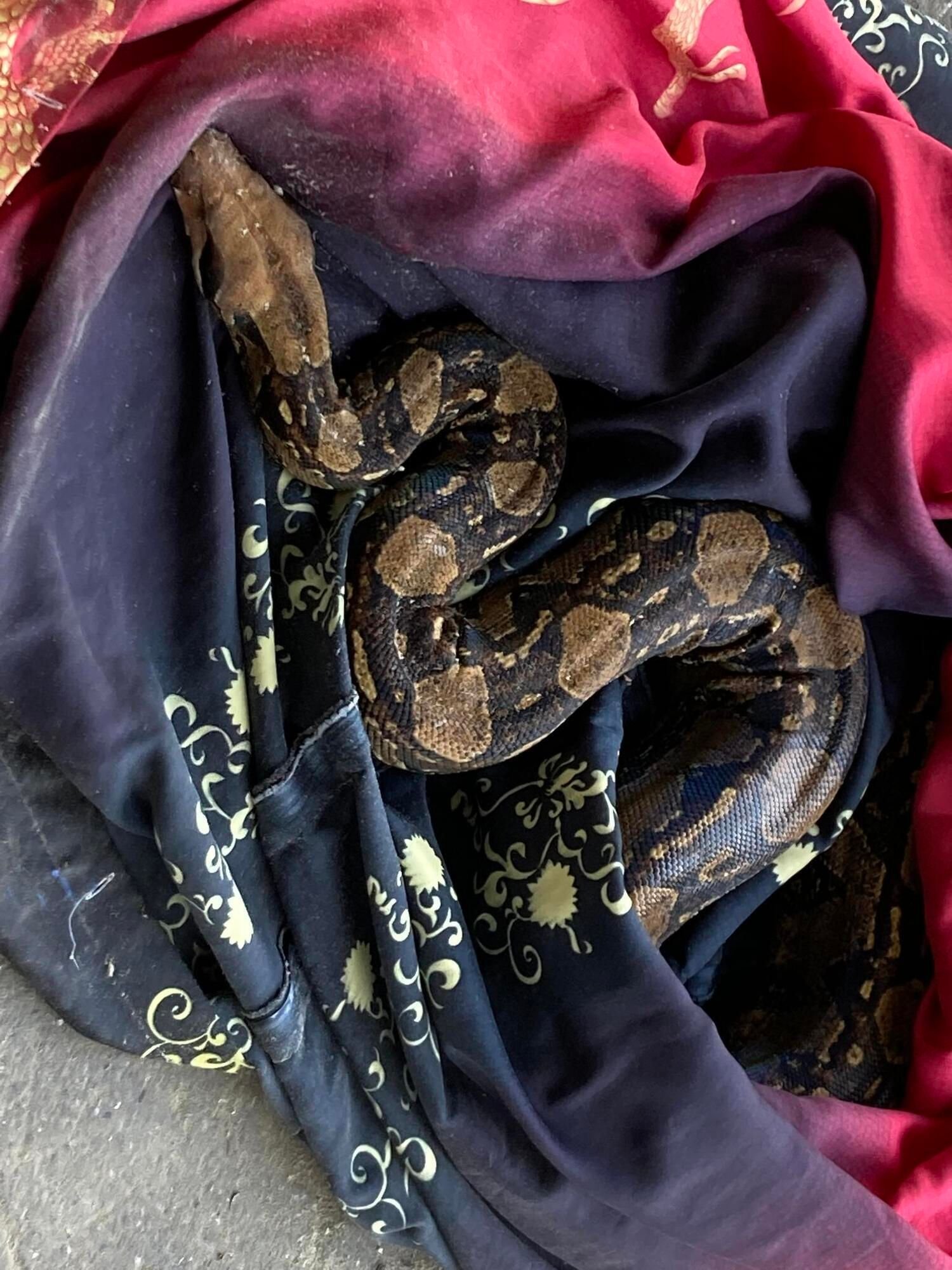 Im Müll entsorgt: Müllabfuhr-Mitarbeiter finden ausgesetzte Netzpython