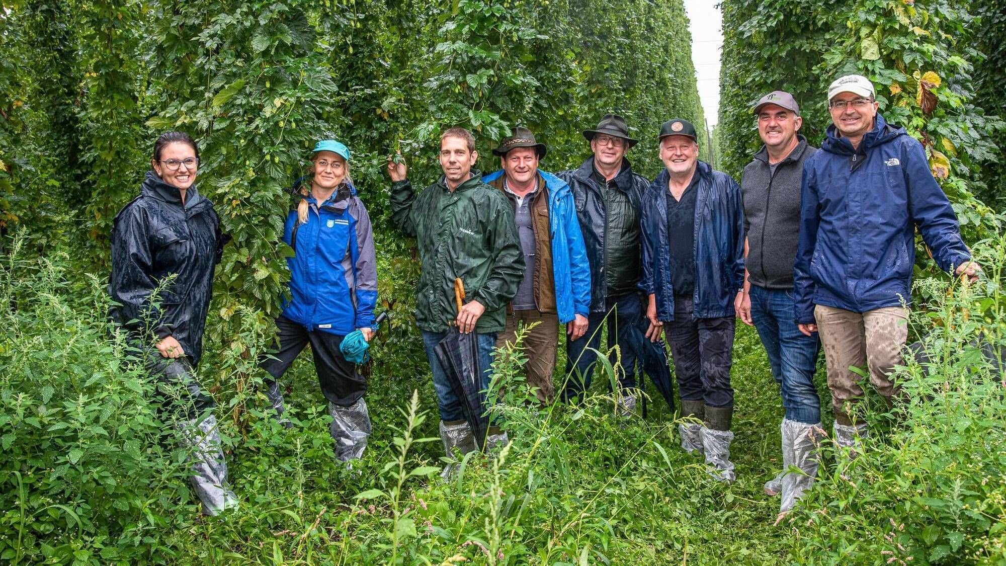 Hitze, Dürre und Inflation setzen Hopfenpflanzern zu