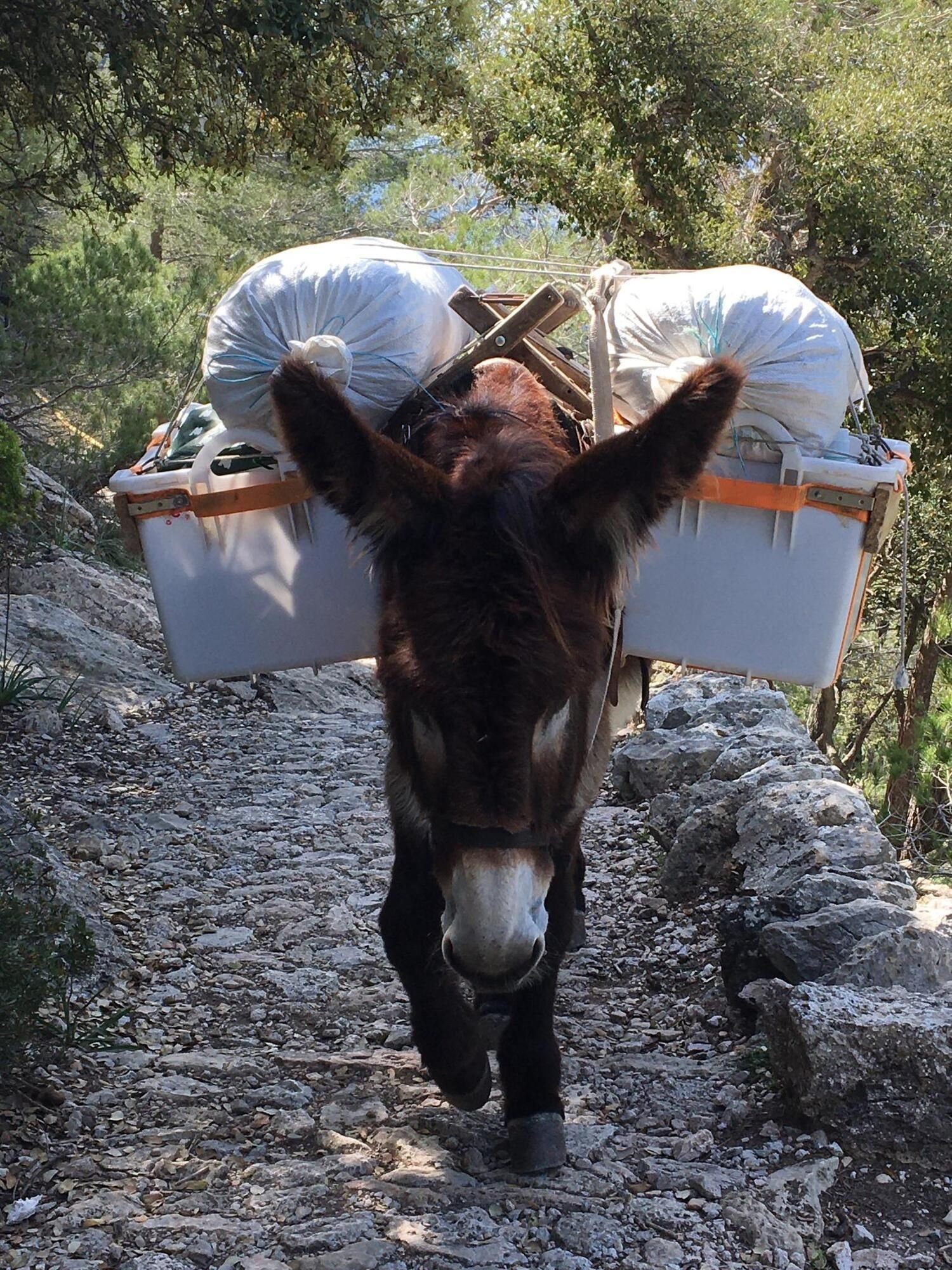 Die Esel sollen nicht sterben