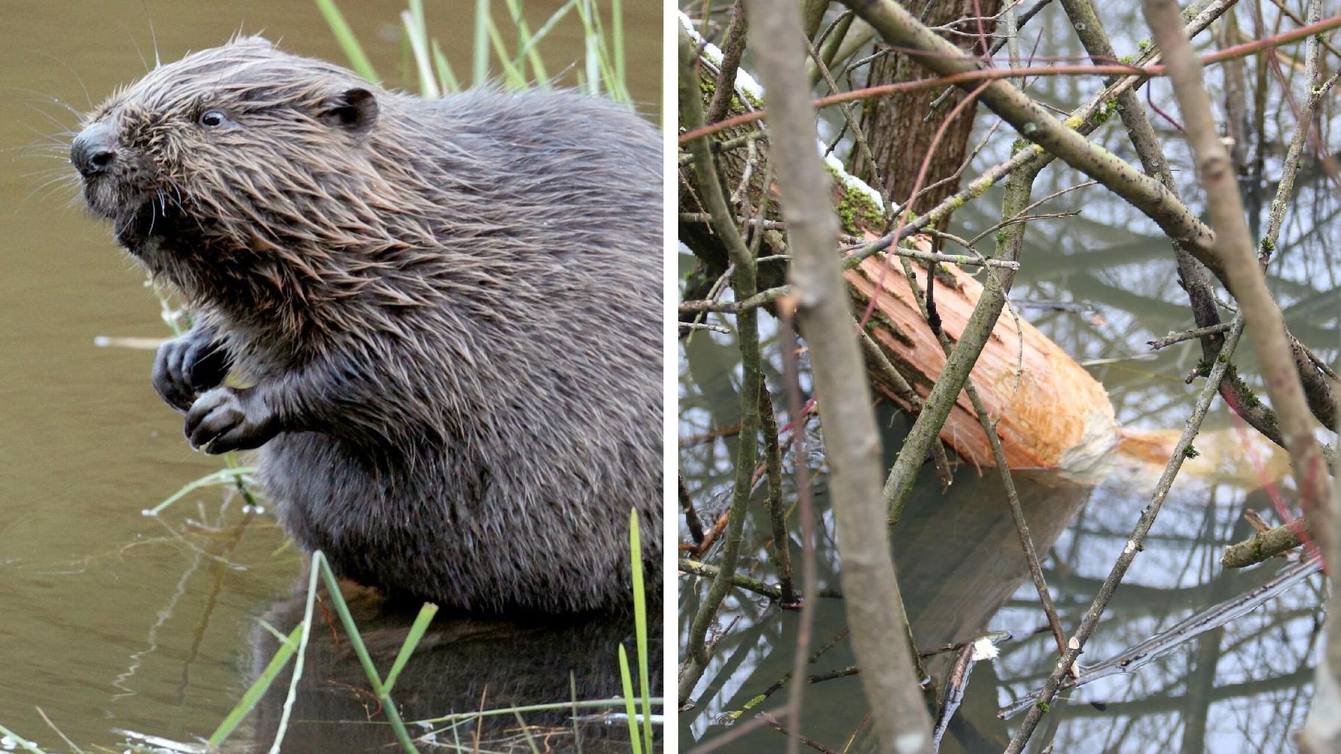 Biberschutz kostet Friedrichshafen 50.000 Euro