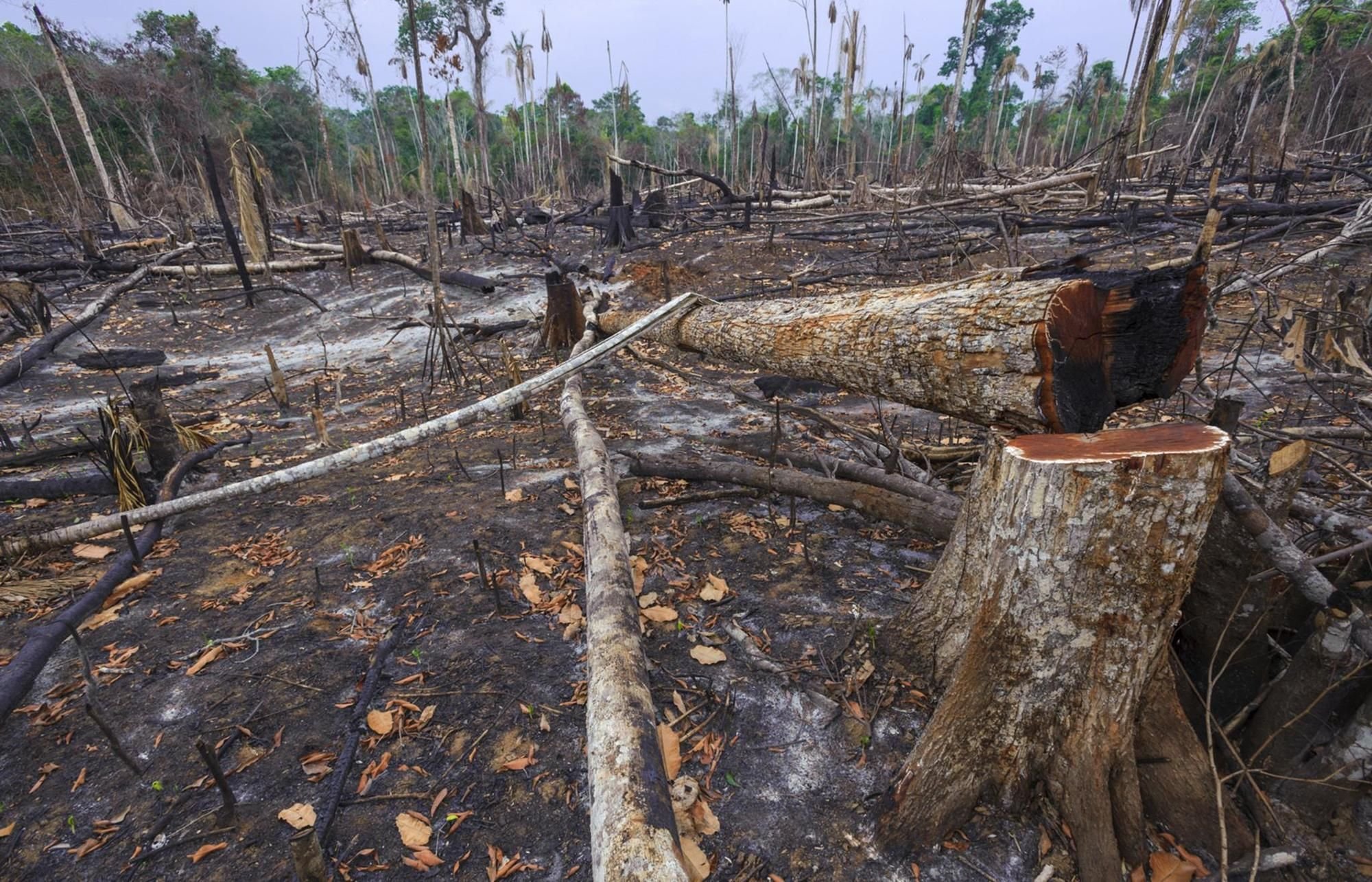 Illegale Rodungen in Südamerika schaden dem Klima