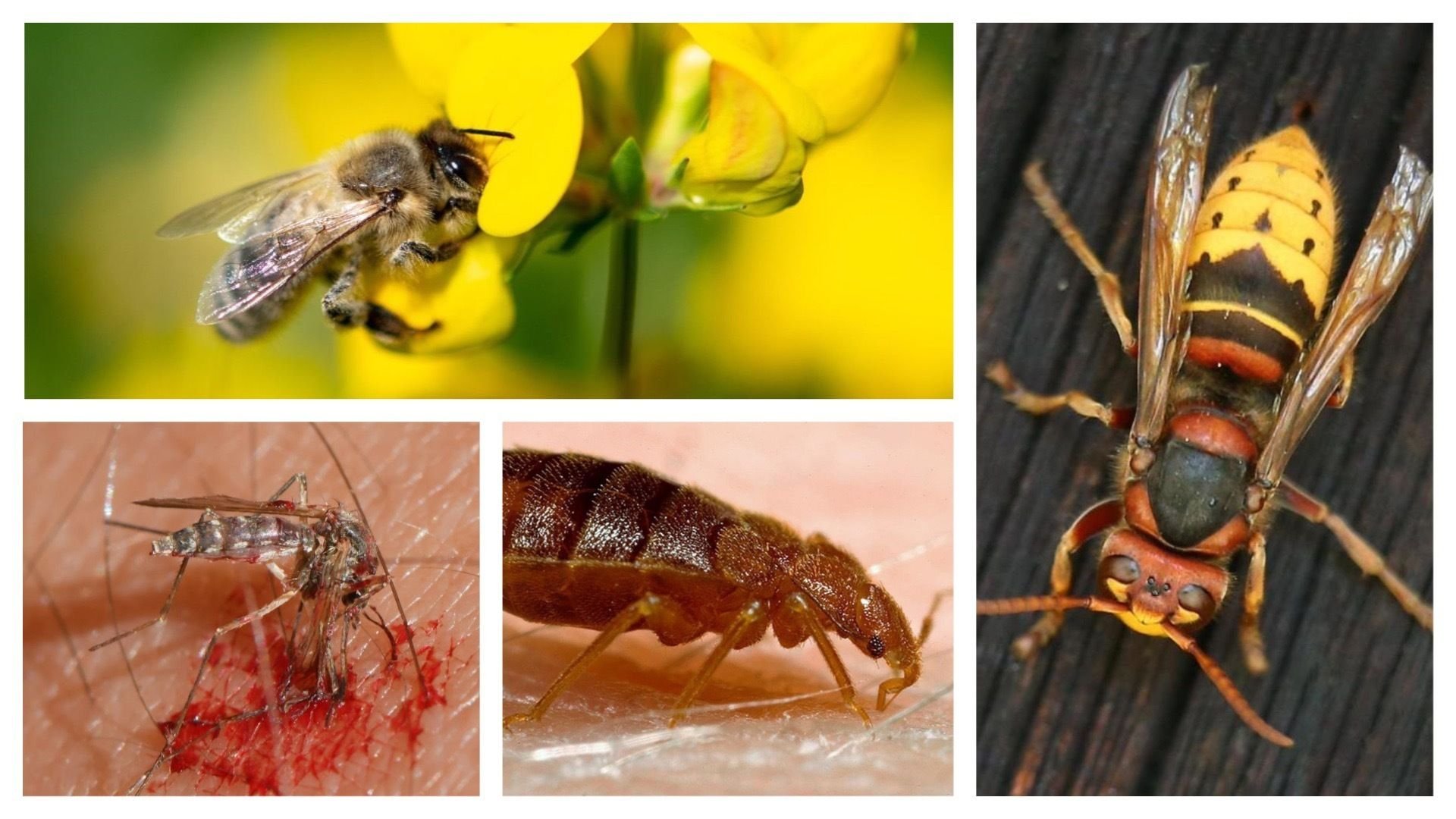 Stich mit Folgen: Wespe, Floh, Mücke oder Wanze - was tun, wenn's juckt?