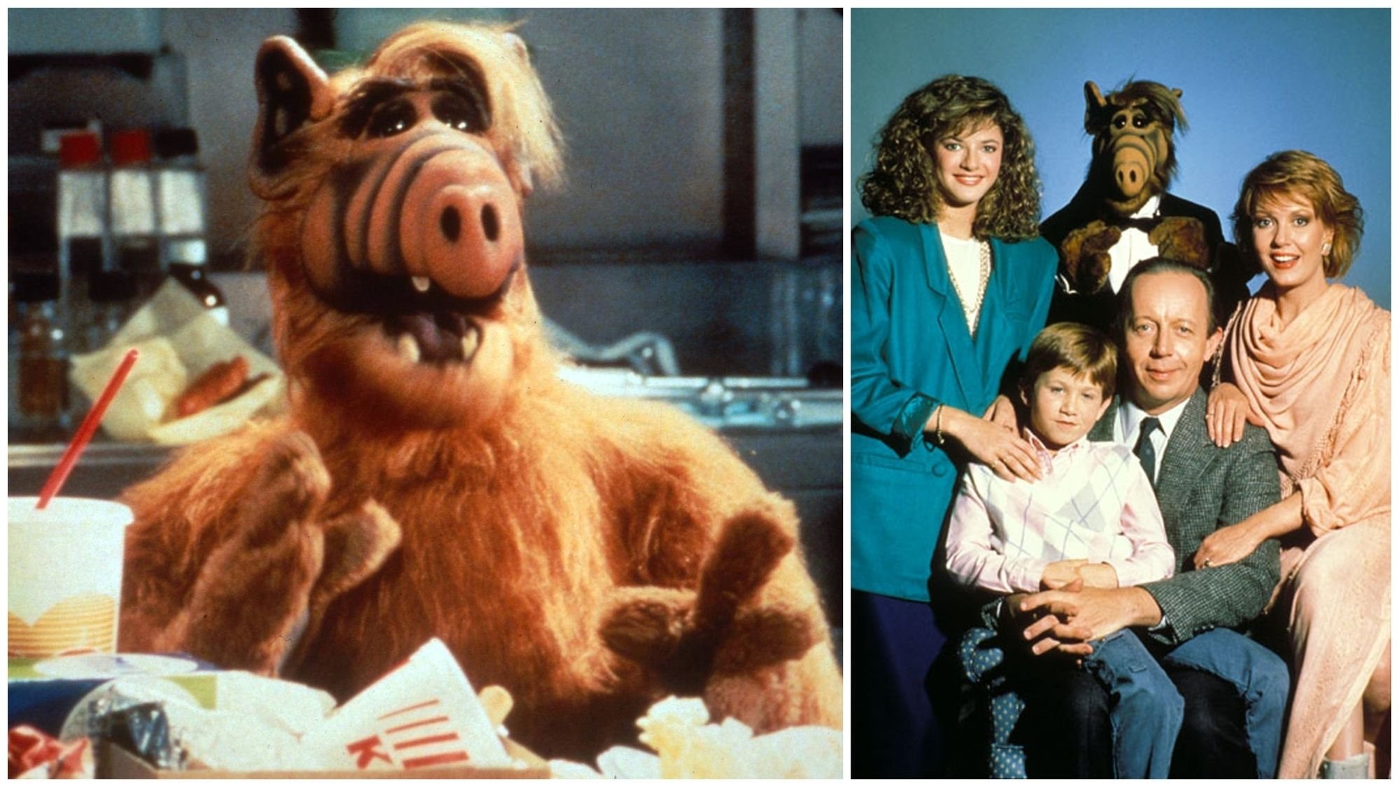 Der flauschige Anarchist mit Vorliebe für Katzen wird 35 - Happy ...