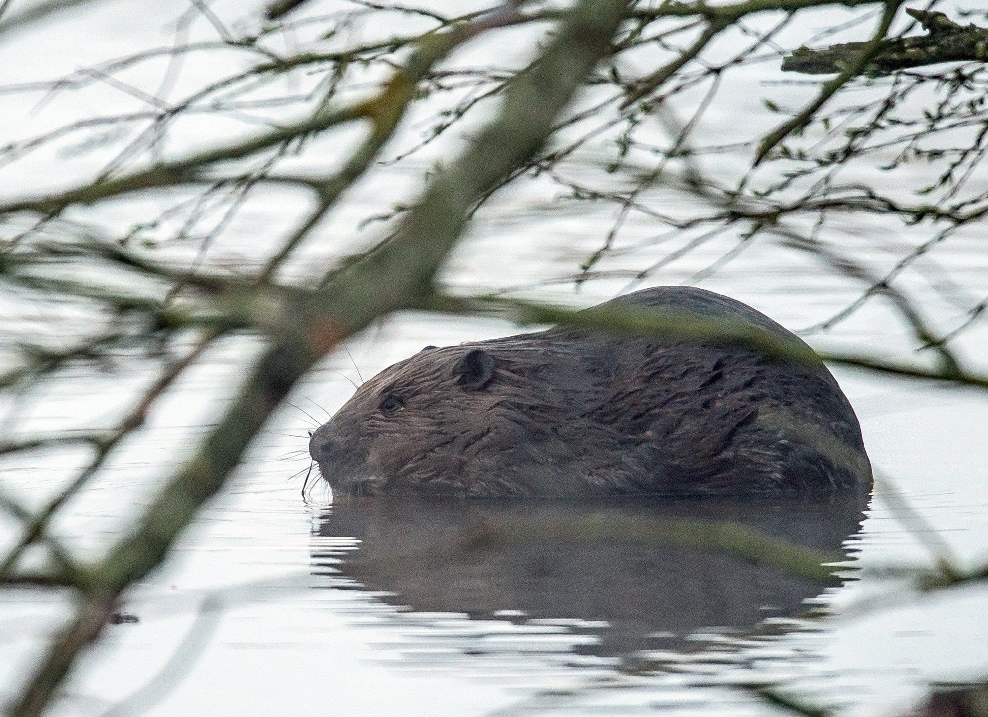 Warum keiner weiß, wie viele Biber am Bodensee leben