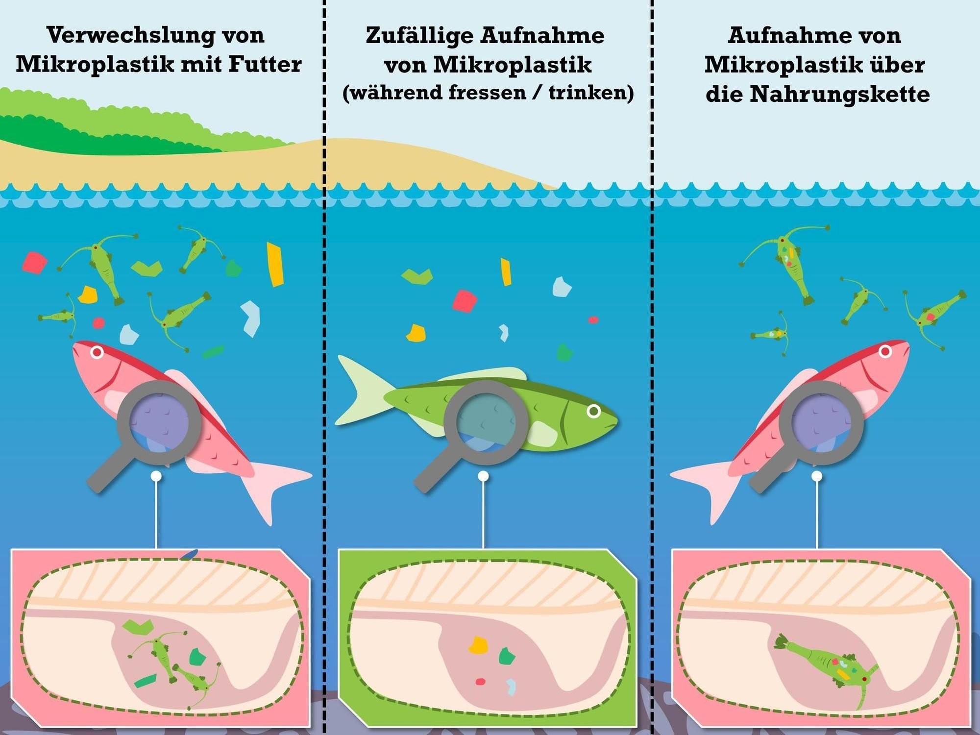 So kommt Plastik in den Bodenseefisch