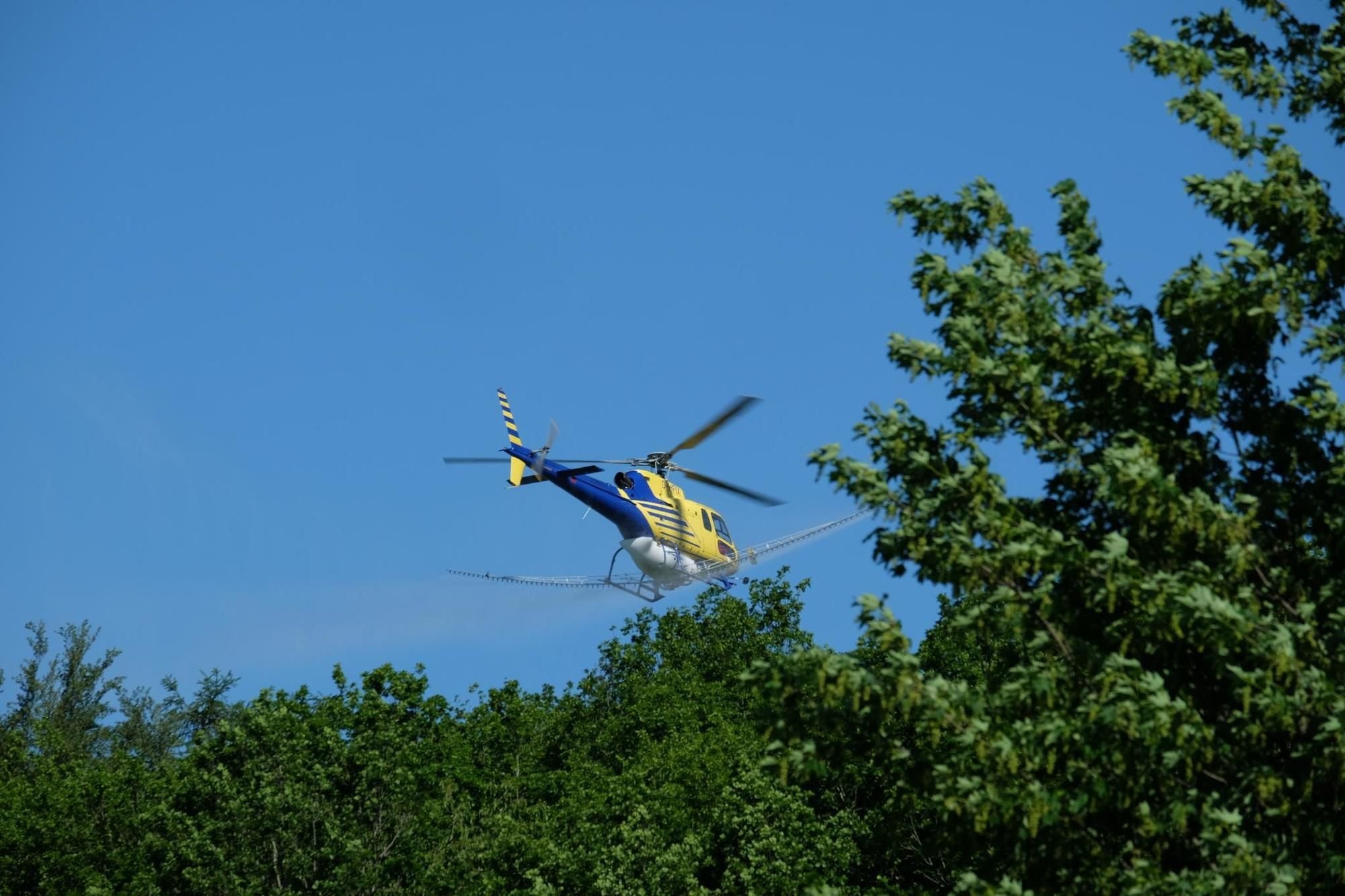Eichenprozessionsspinner: Hubschraubereinsatz auch in Aalen