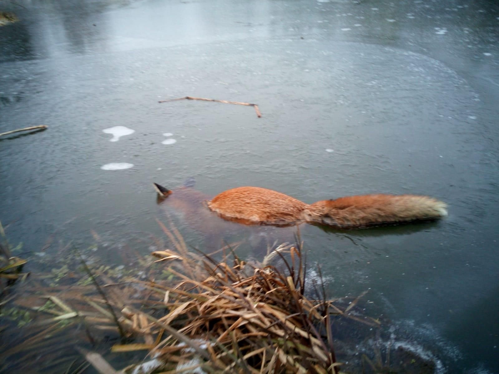 Erneut friert Fuchs in Eis ein - Erinnerungen an Internet-Phänomen ...