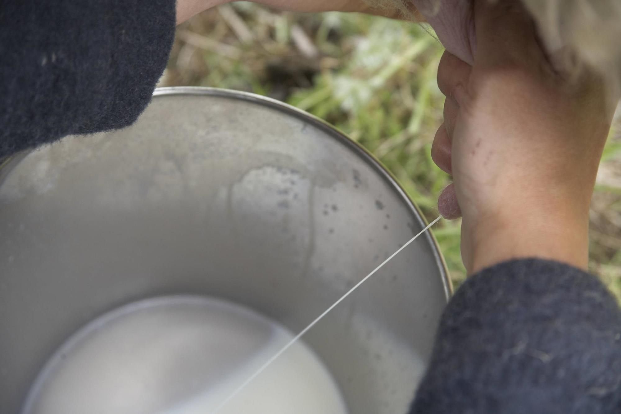 Lukas Kucher ist der beste Melker