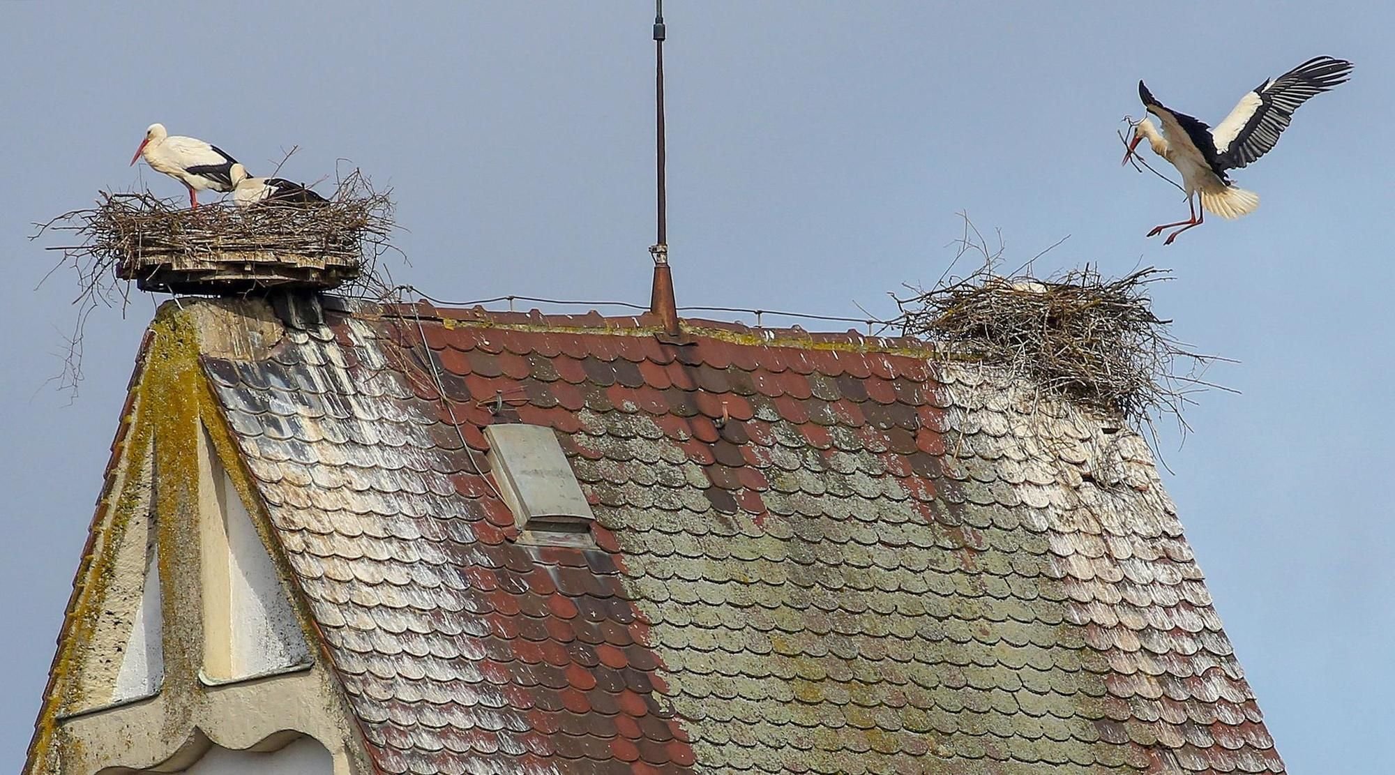 „Schaffa, schaffa, Nestle baua“