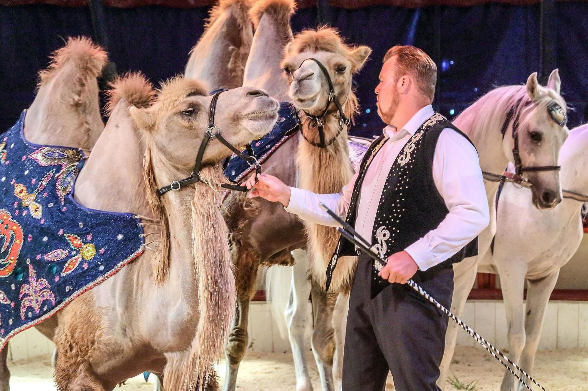 Circus Carelli feiert gelungene Premiere