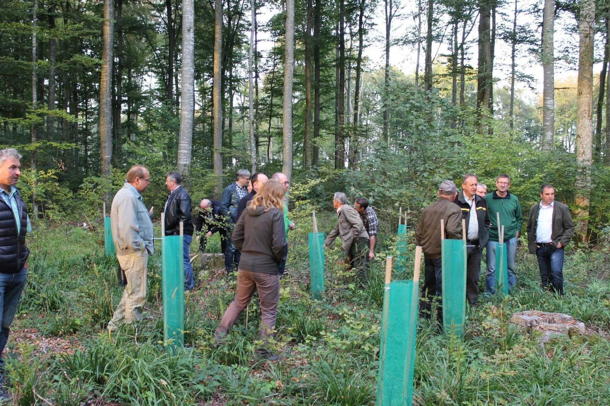Justinger Rat besichtigt Gemeindewald