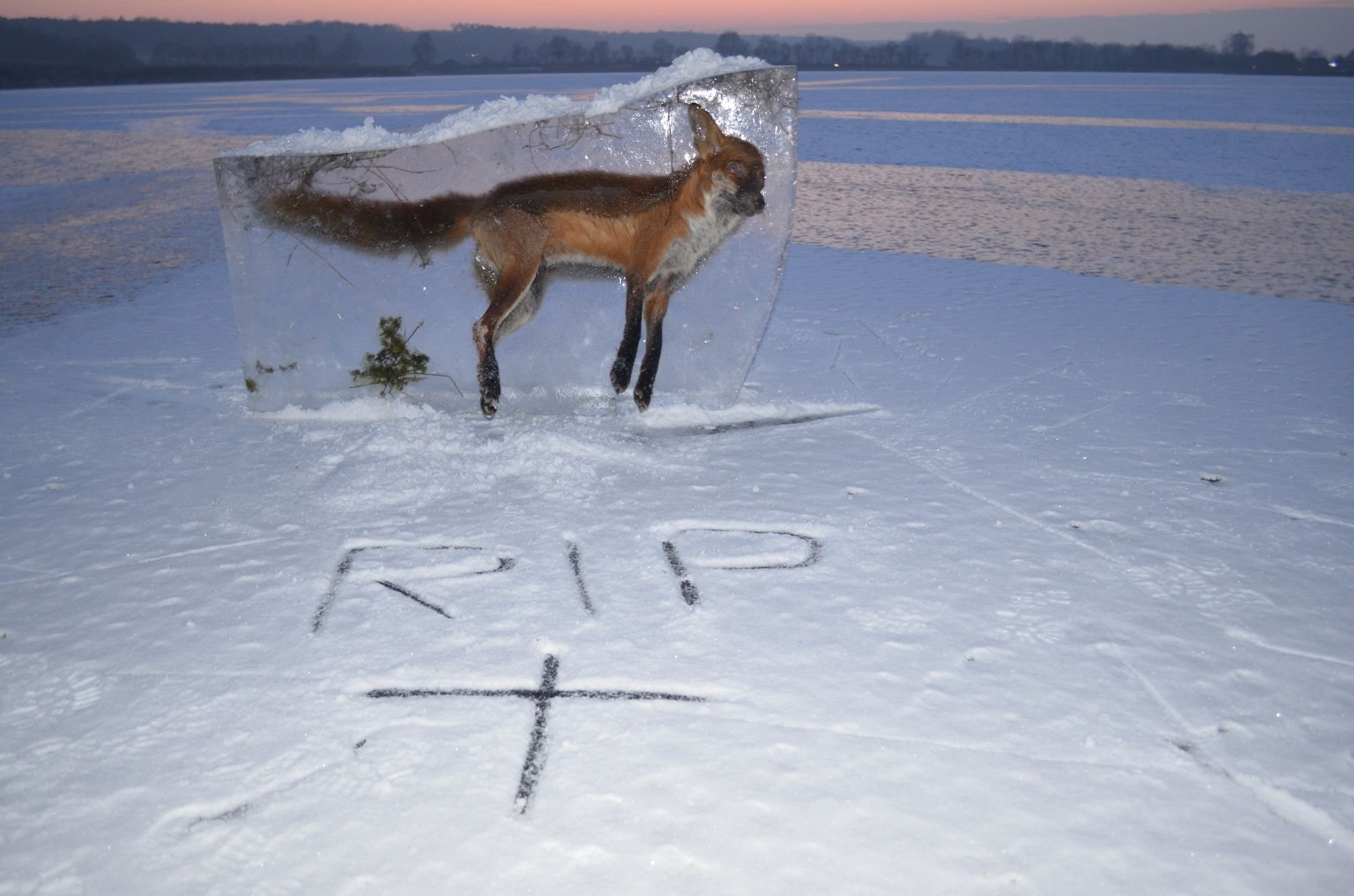 Zweiter Eis-Fuchs aufgetaucht