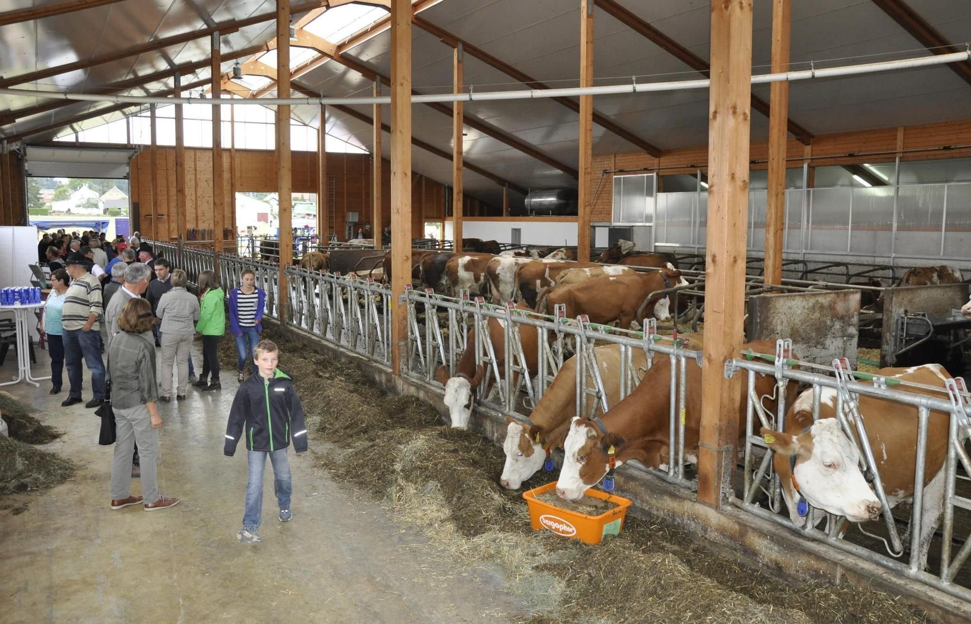 Rund 1000 Besucher blicken in den Kuhstall