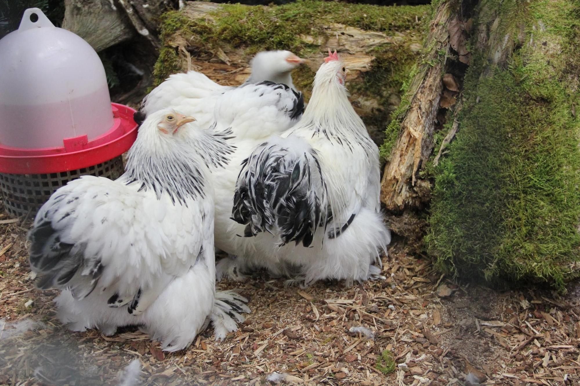 Kleintierzüchter zeigen ihre schönsten Tiere
