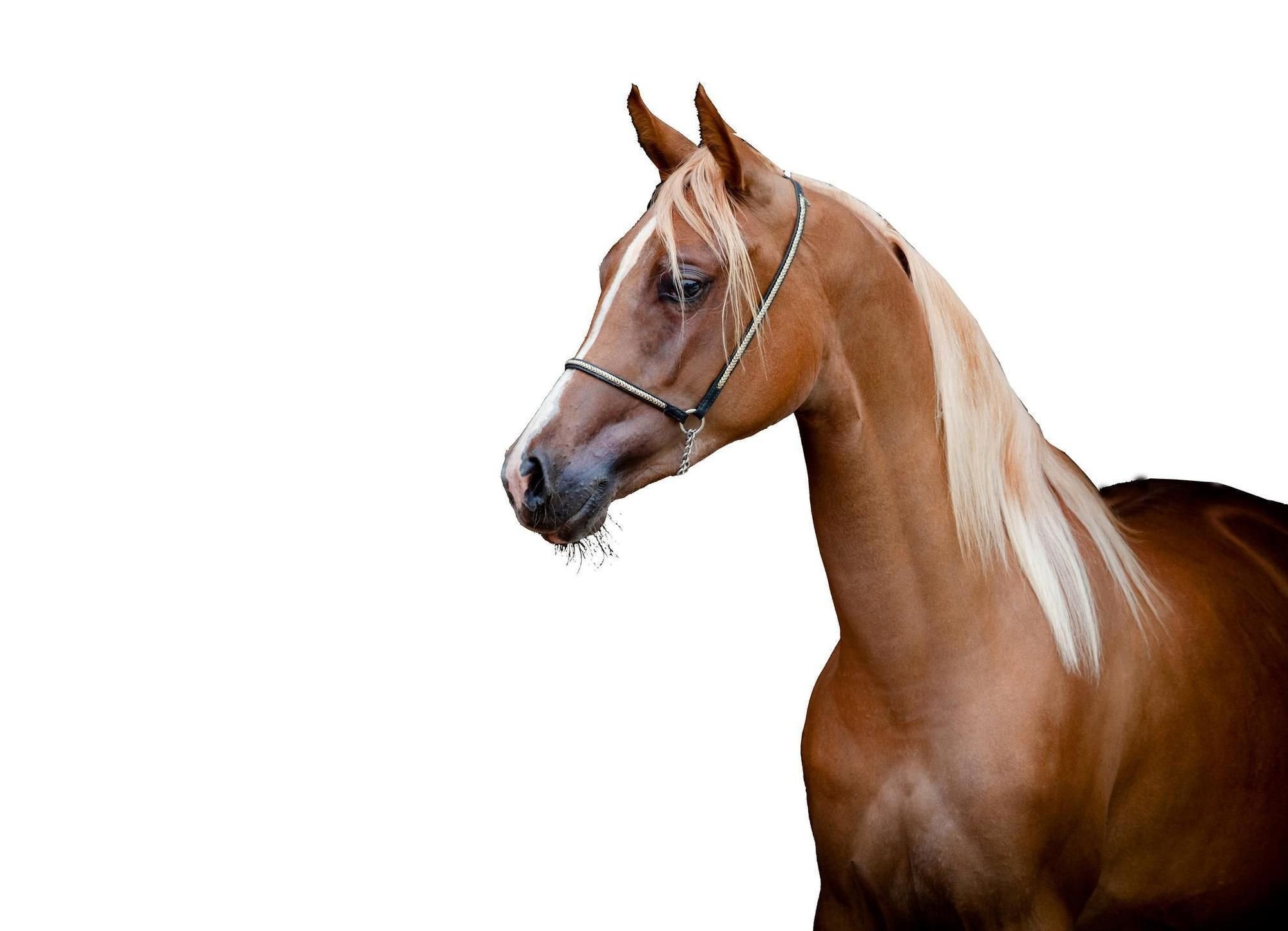 Simon Strasser siegt im M-Springen