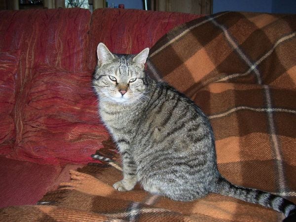 Katze Trixi sucht neues Schloss, um Prinzessin zu werden