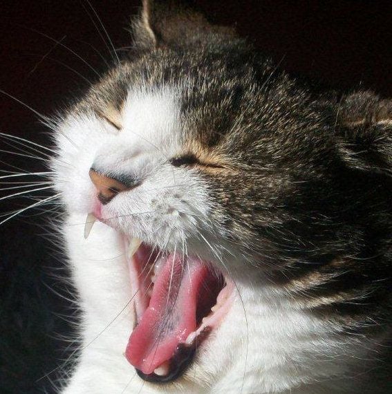 Unsere Kaiserin heißt Schnuppi