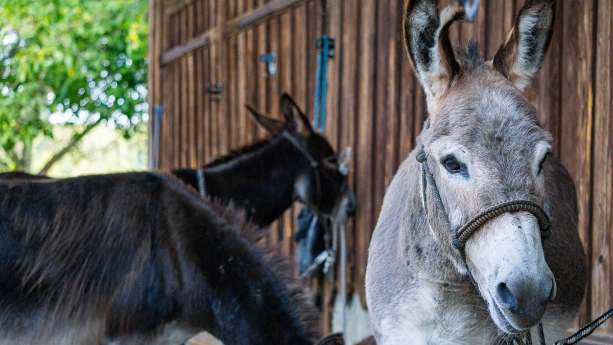 Auf Kuschelkurs: Mit Eseln durch das Allgäu wandern