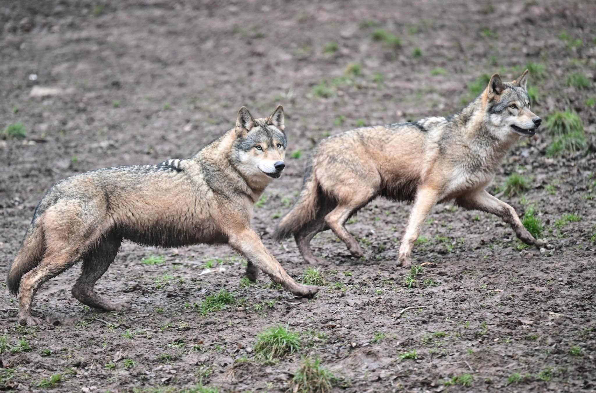 Wölfe in Baden-Württemberg: Rudel-Bildung erwartet