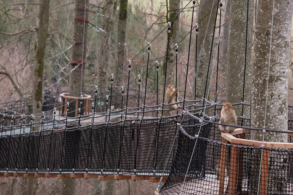Affenberg Salem Öffnungszeiten, Angebote und Preise