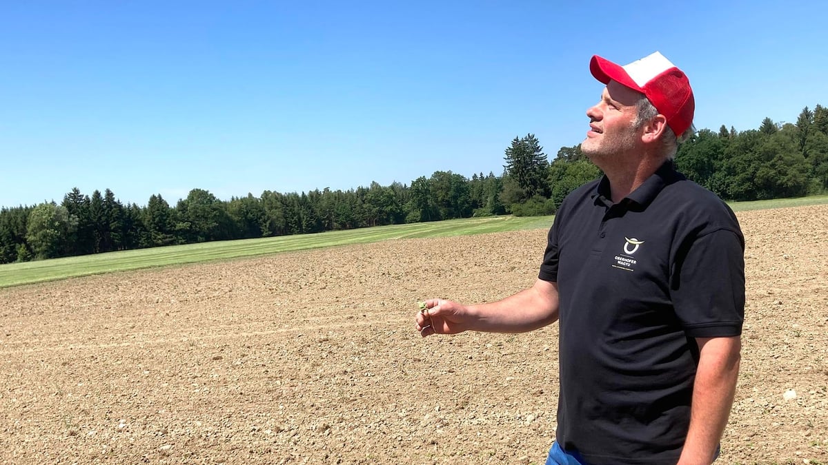 Landwirte und Waldseer „Chia–Pionier“ hoffen auf Regen für ihre Ernte