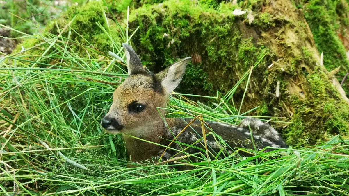 Schomburger Jäger retten über 50 Rehkitze