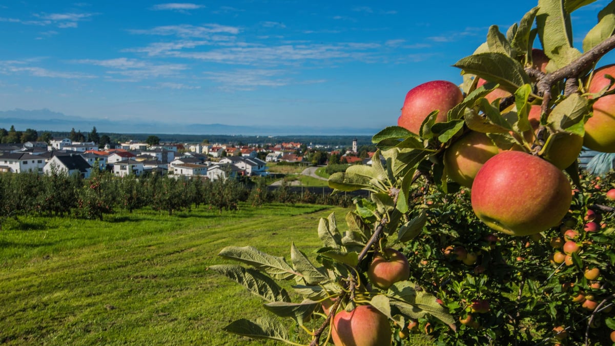 Welche Apfelsorten sich zum Backen und Kochen eignen