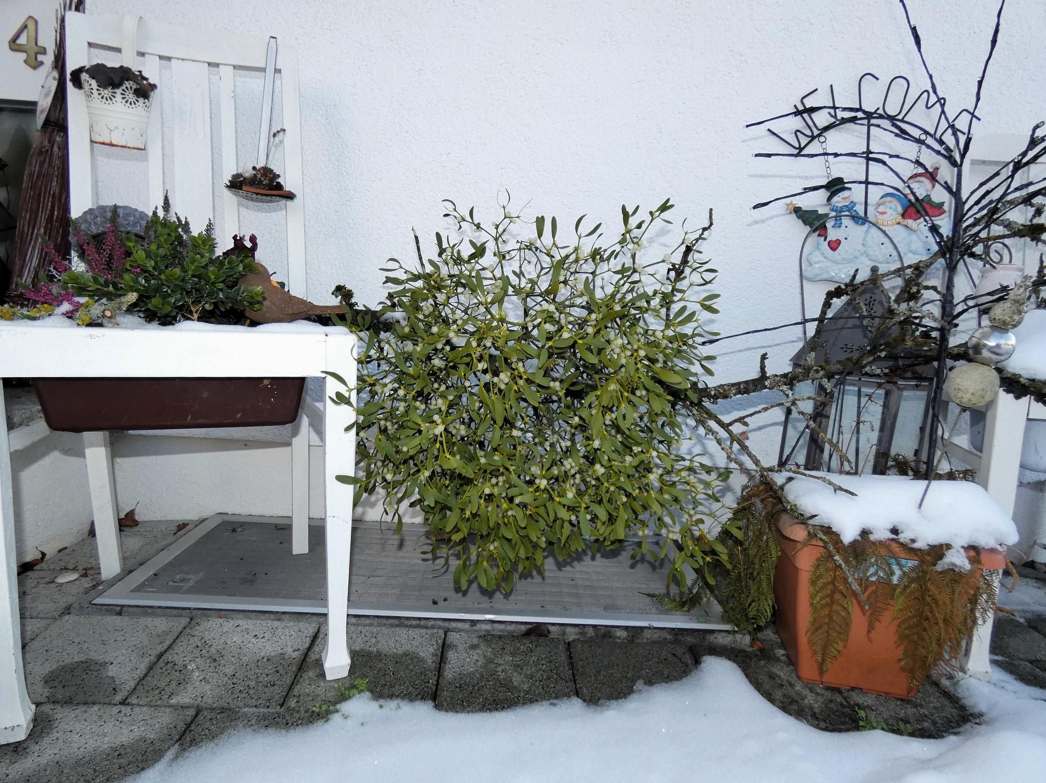 Festlicher Einsatz für den Schmarotzer