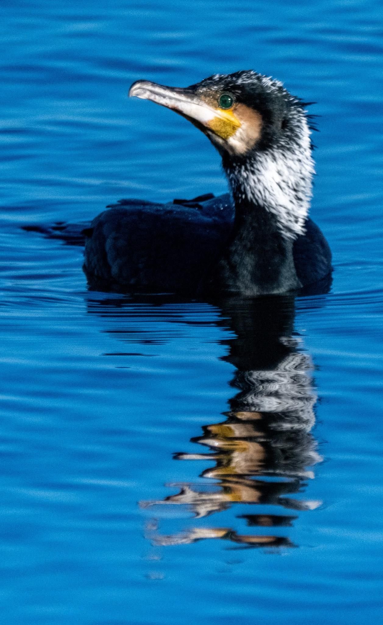 Kormoran am Bodensee