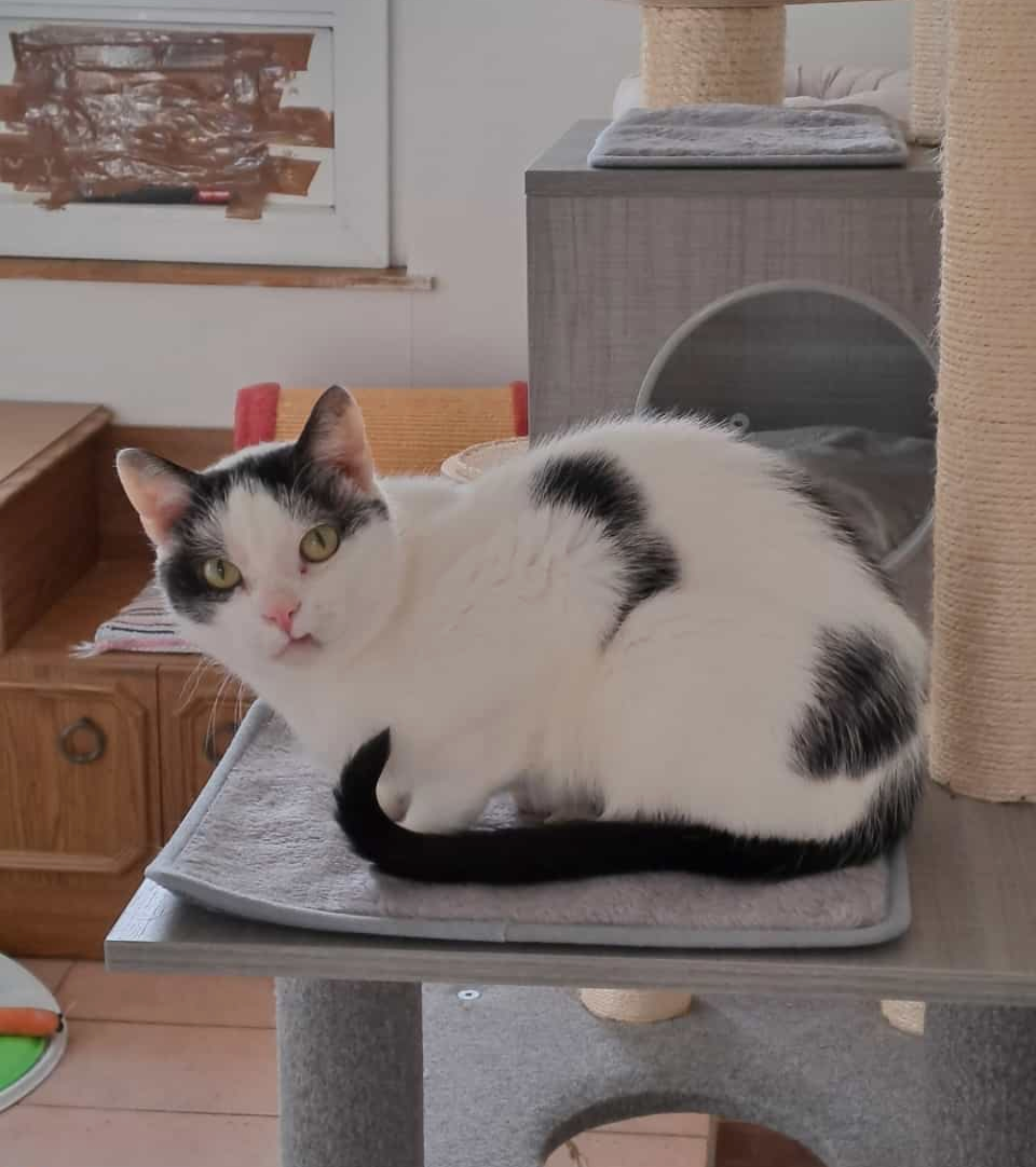 Kater Max sucht ein Zuhause