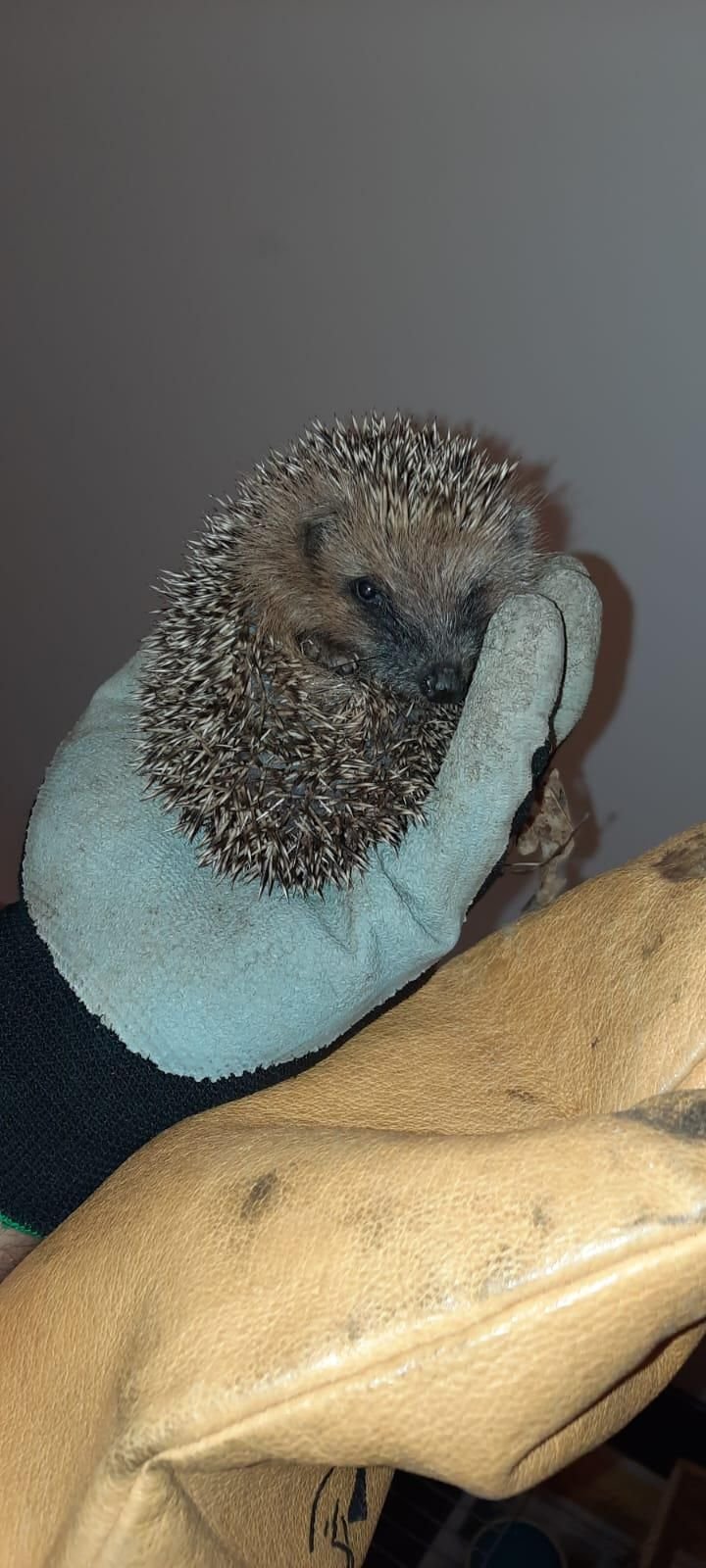 Gartenarbeit wird zur tödlichen Gefahr für Igel