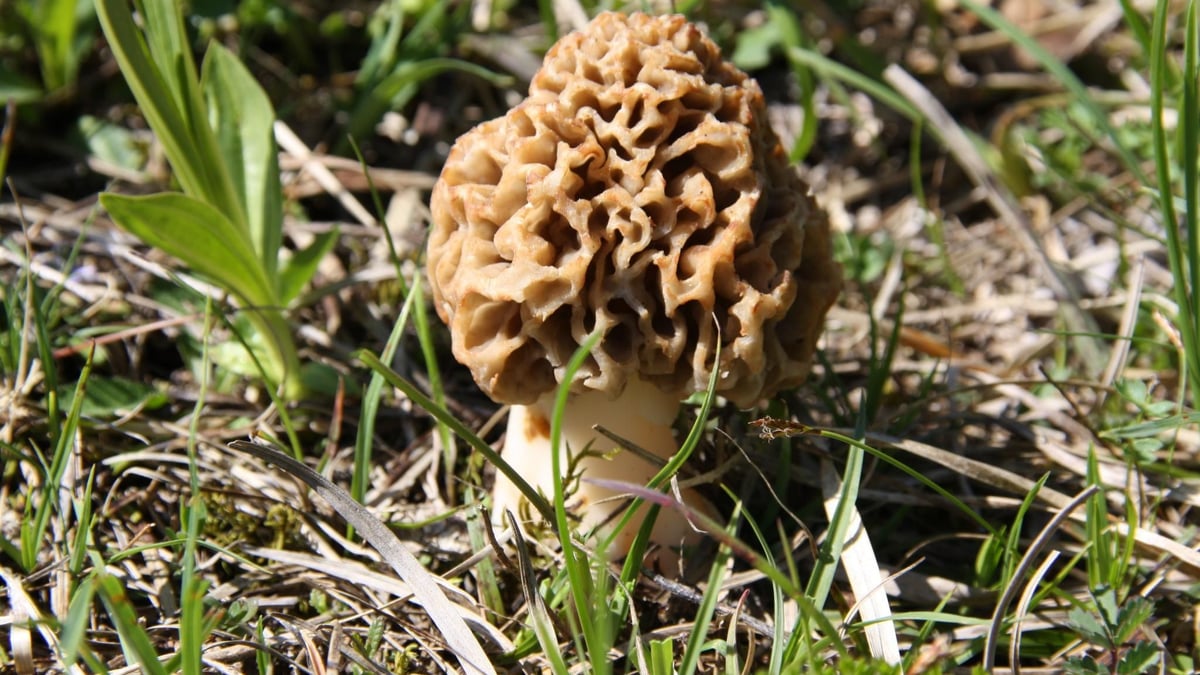 Glosse: Das sind die besten Morchelsammler