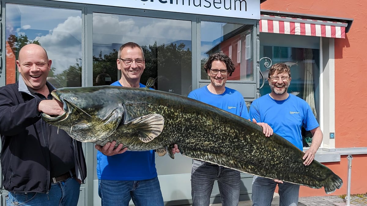 Riesenwels aus dem Bodensee im Fischereimuseum Langenargen