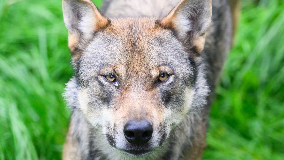 Grausiger Fund bestätigt neuen Wolf auf der Alb