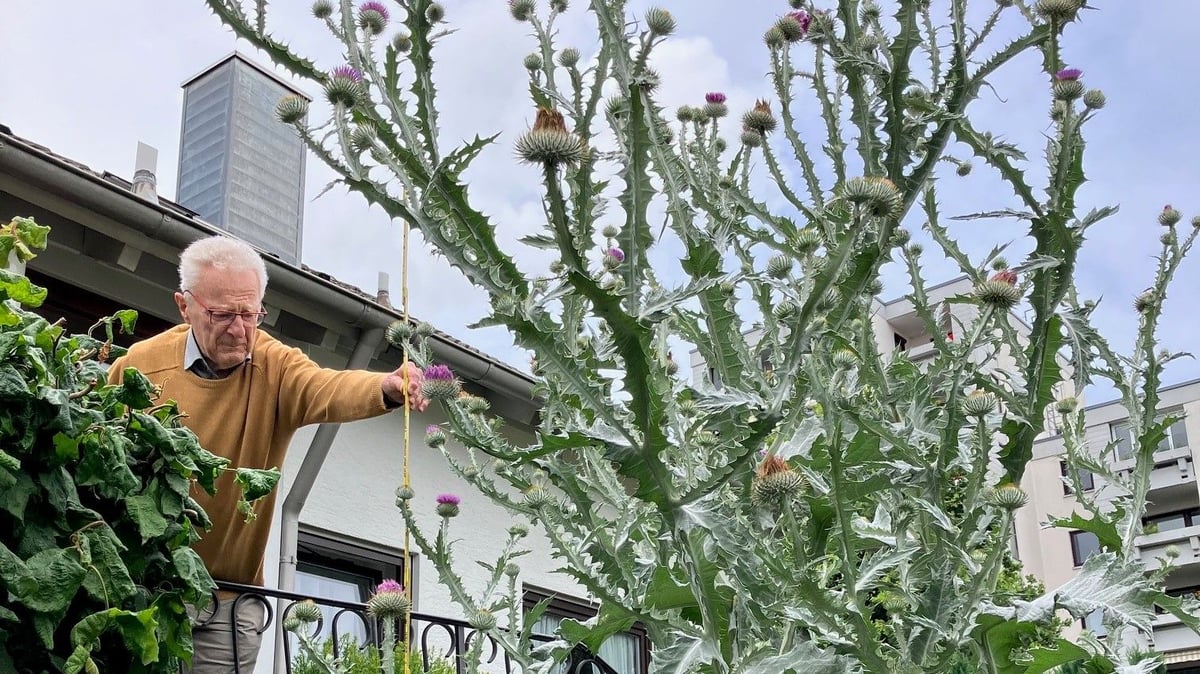Eine Riesen-Distel wächst in einem Aulendorfer Garten.