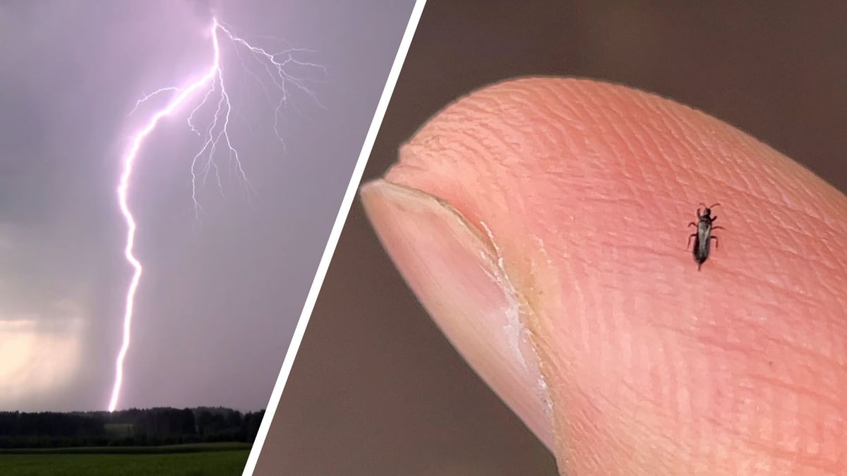 Winzige Insekten: Das steckt hinter merkwürdigen Gewittertieren
