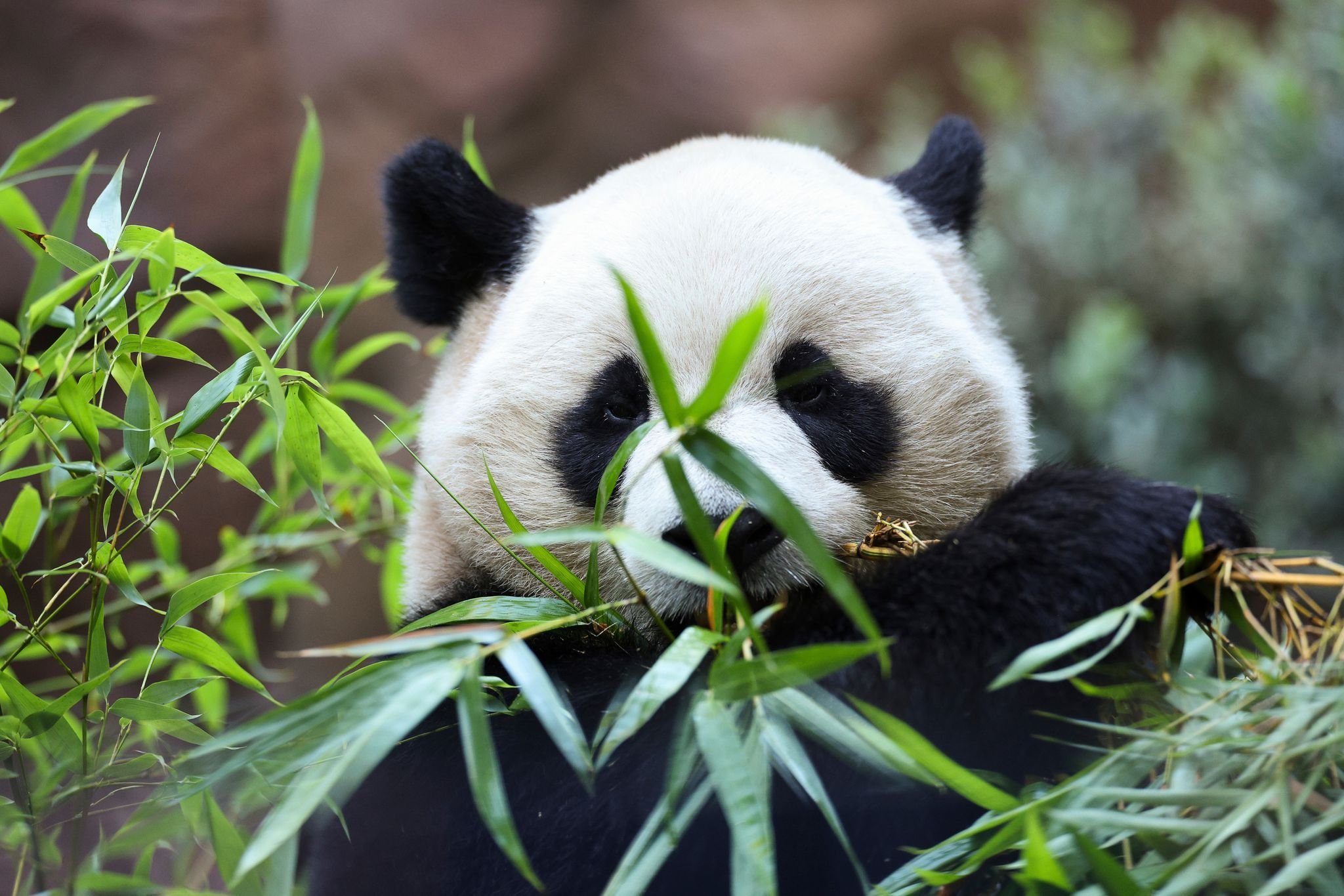Panda-Premiere im Zoo San Diego