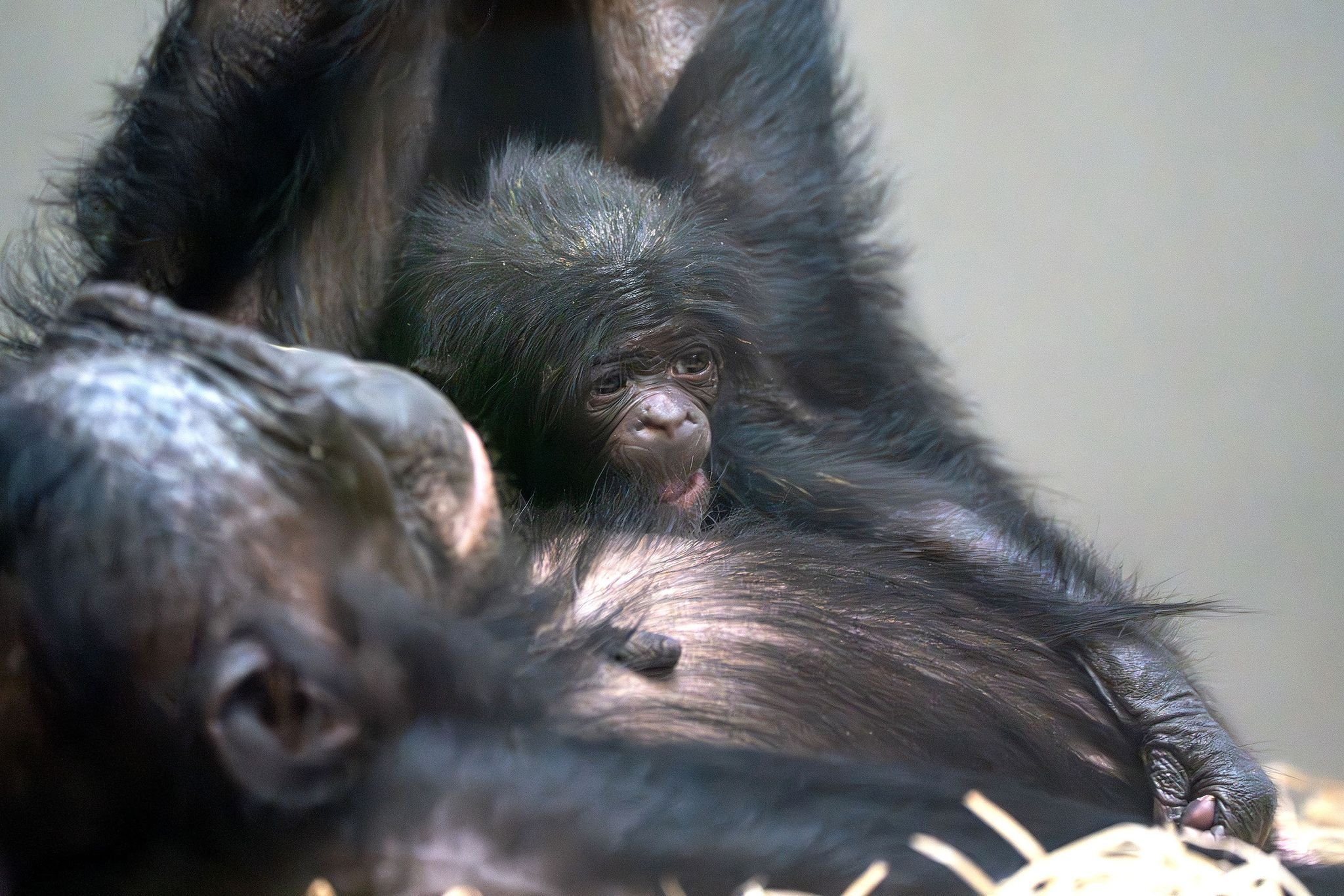 Bonobo-Baby stirbt im Zoo - Todesursache gefunden