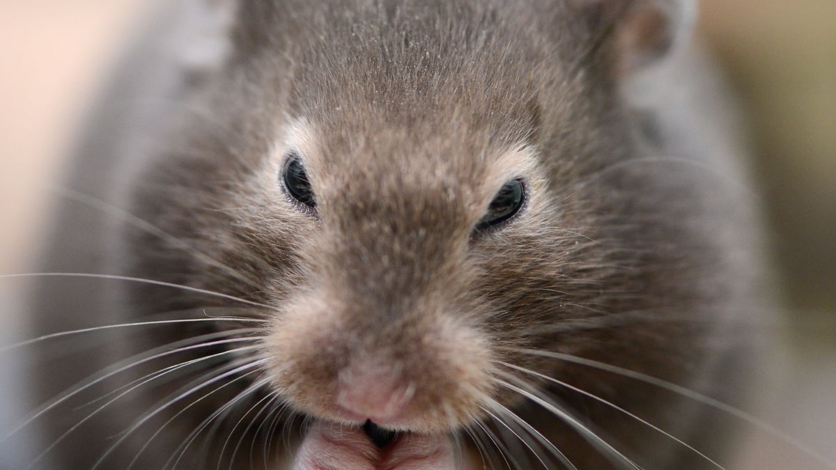 Fünf Tage Flugverbot: 132 kleine Hamster legen Airbus lahm