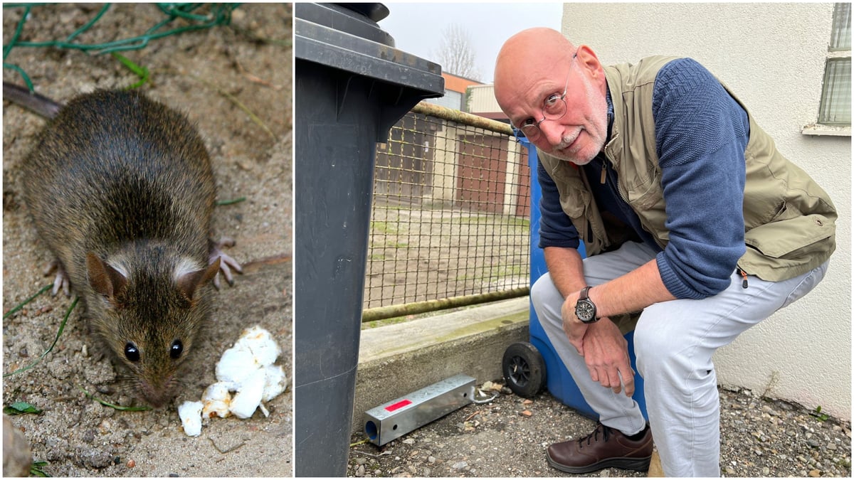 „Die Ratten sind nach wie vor da“