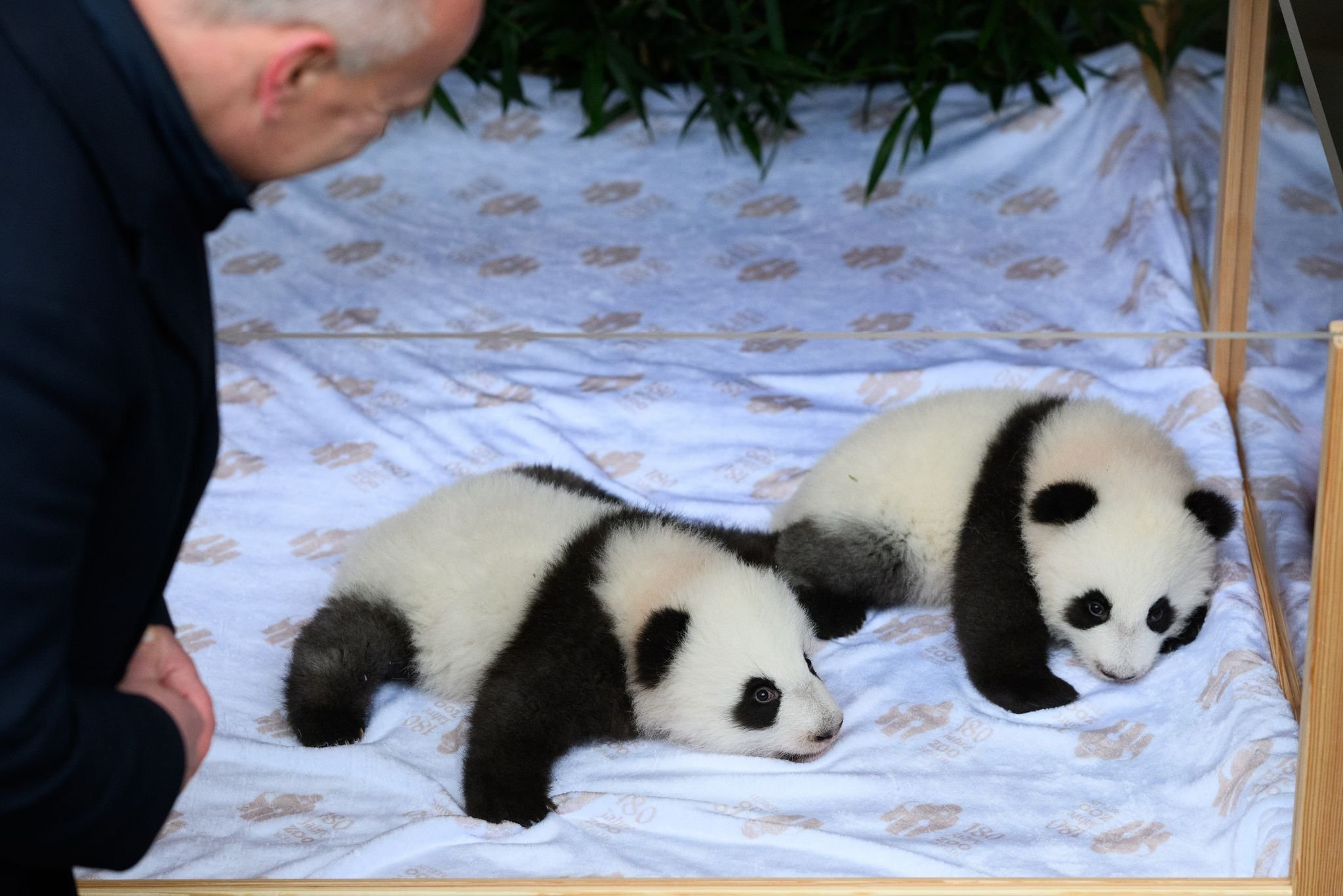 Berliner Panda-Mädchen heißen Leni und Lotti