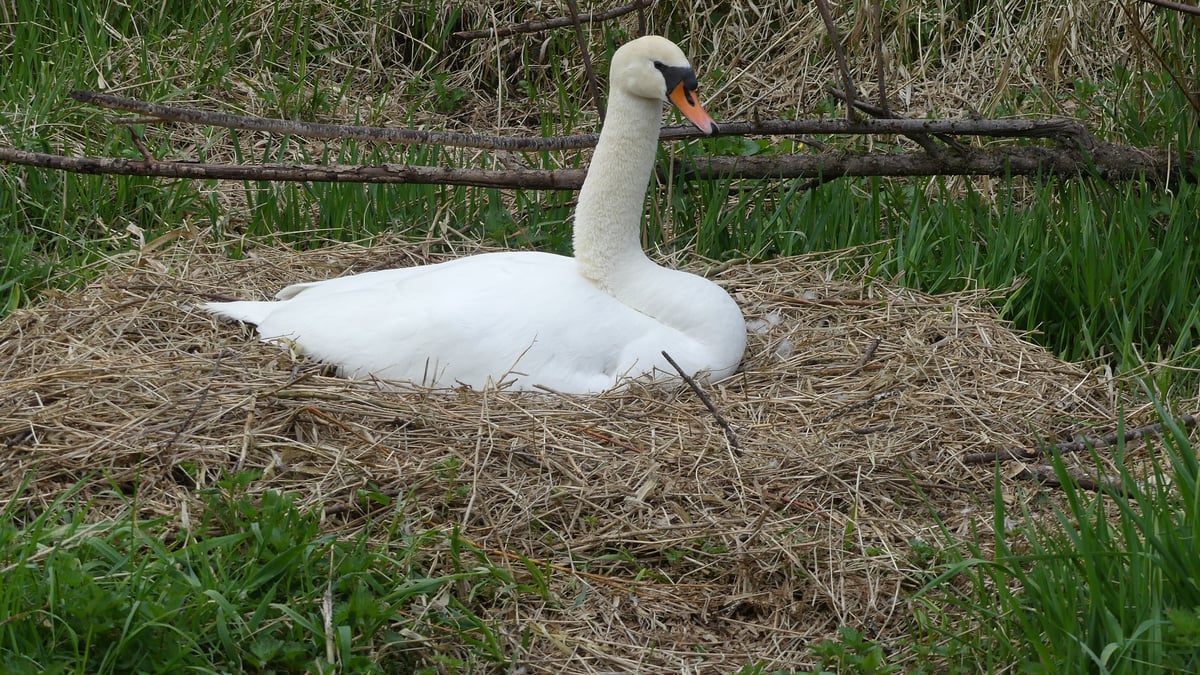 Neues Glück für Veringer Schwäne? Brut an neuem Standort