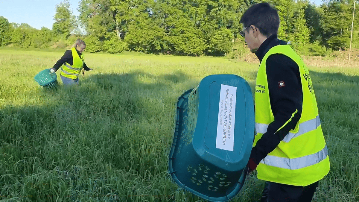 Retter entdecken das Versteck der Tiere im hohen Gras
