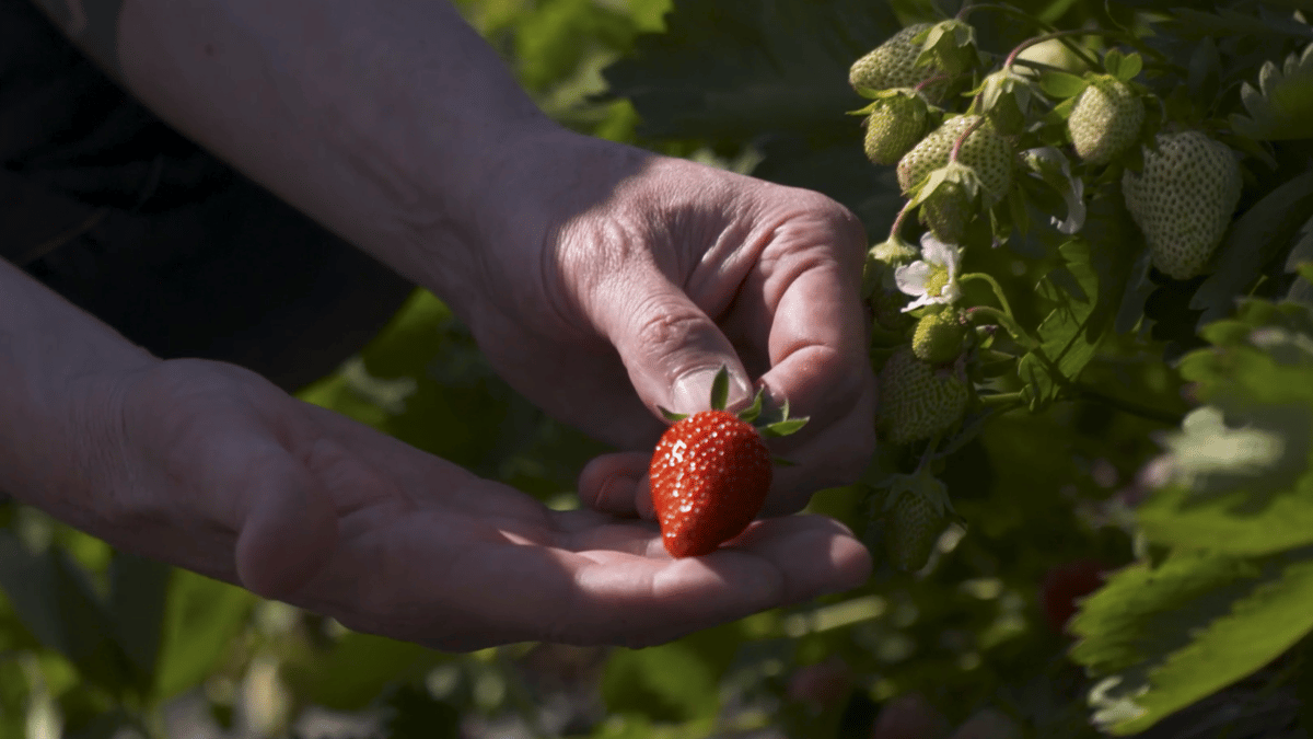 An diesem Merkmal erkennt man eine besonders süße Erdbeere