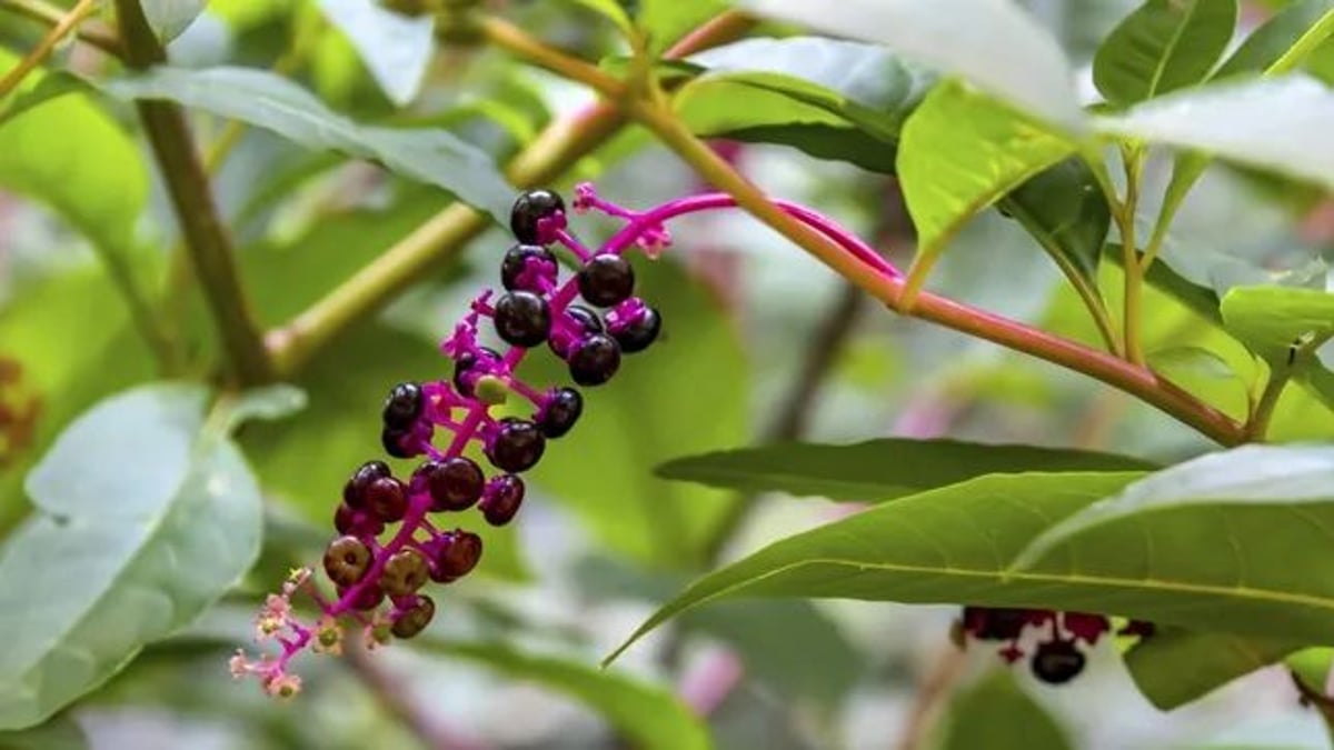 Secret therapy torrent mimosa has pictures posted that do