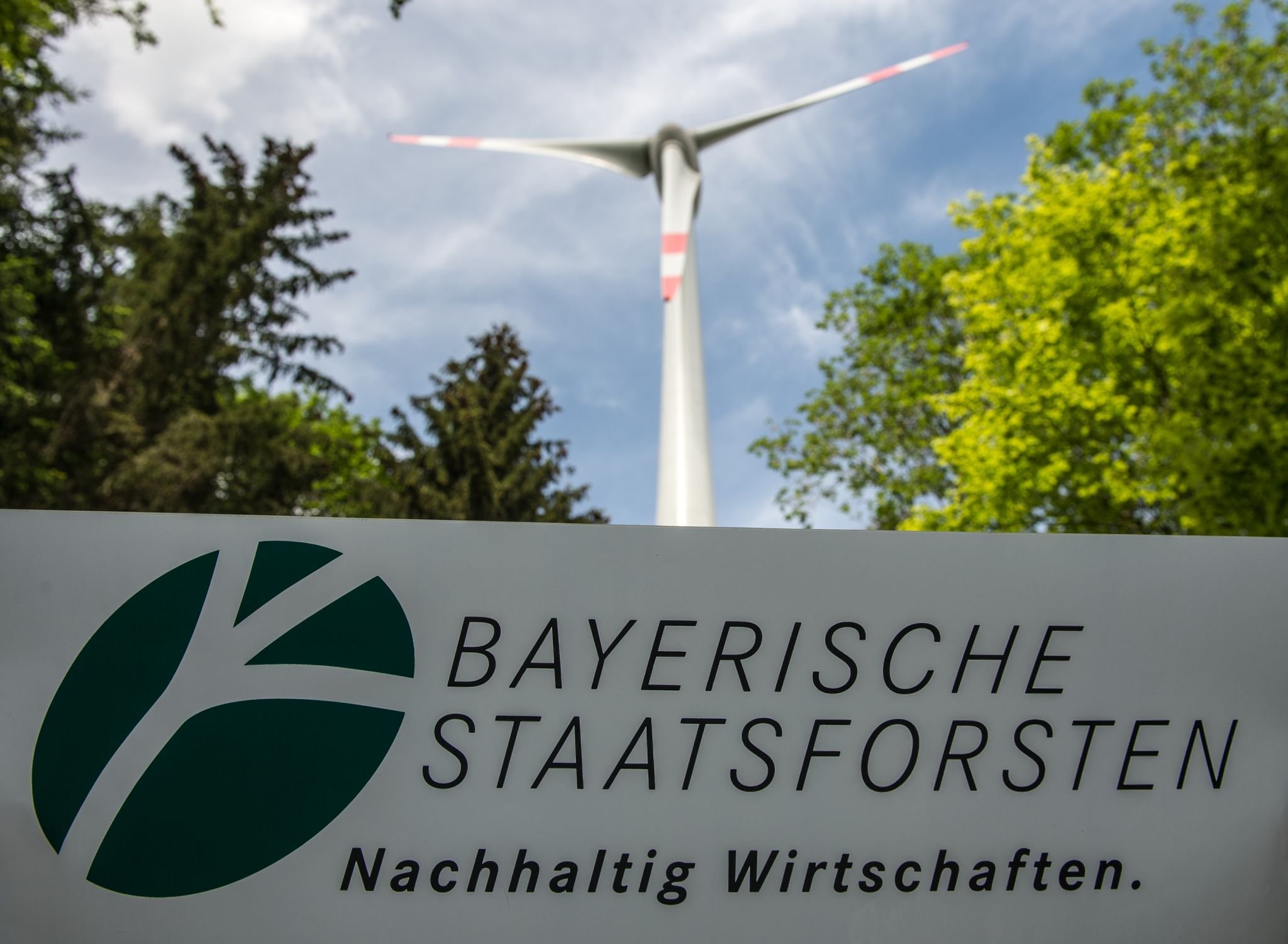 Staatsforsten: Naturschützer wollen mehr Klima-Resilienz